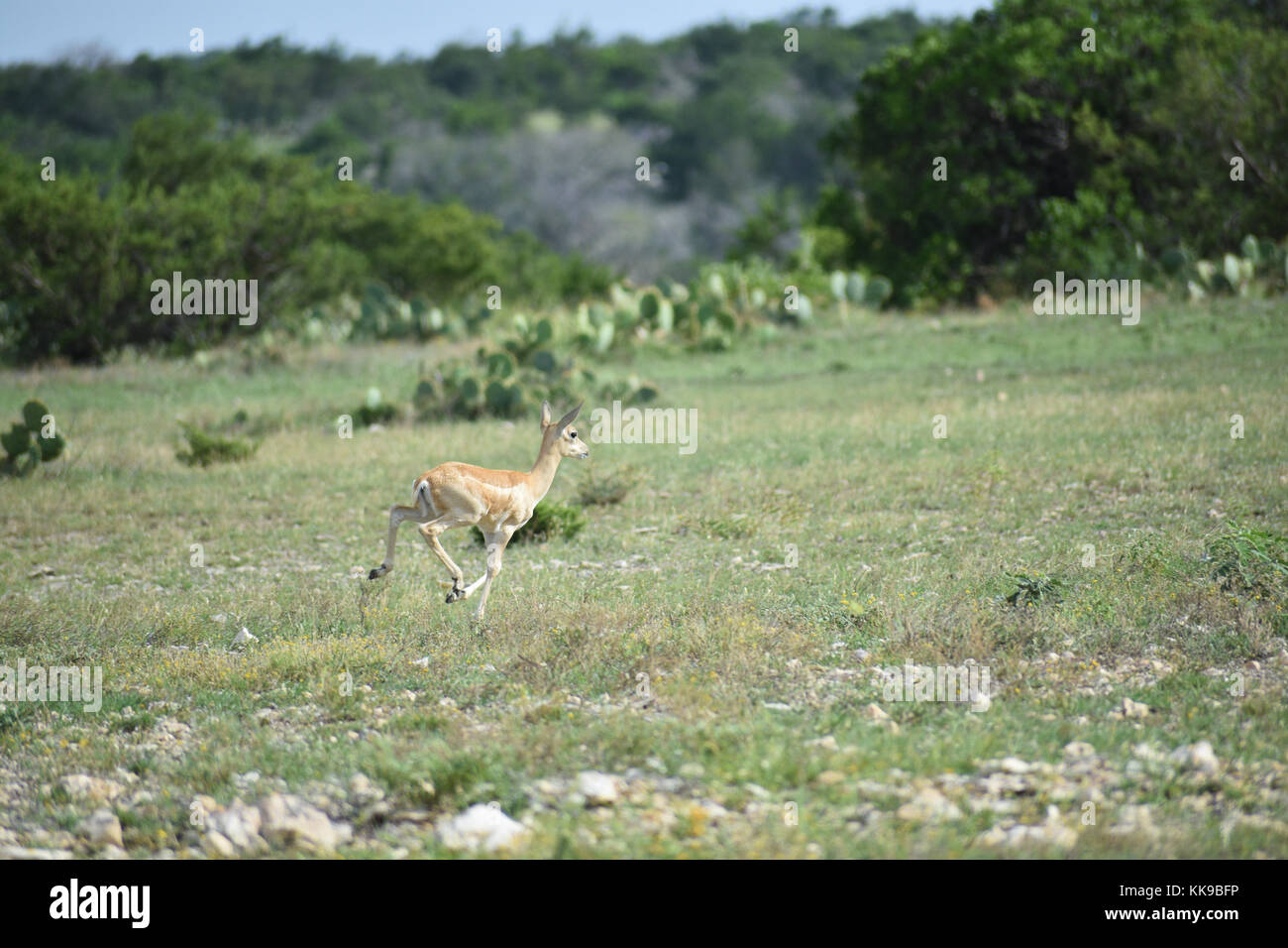 Black Buck Doe Running in the Wild Stock Photo - Alamy