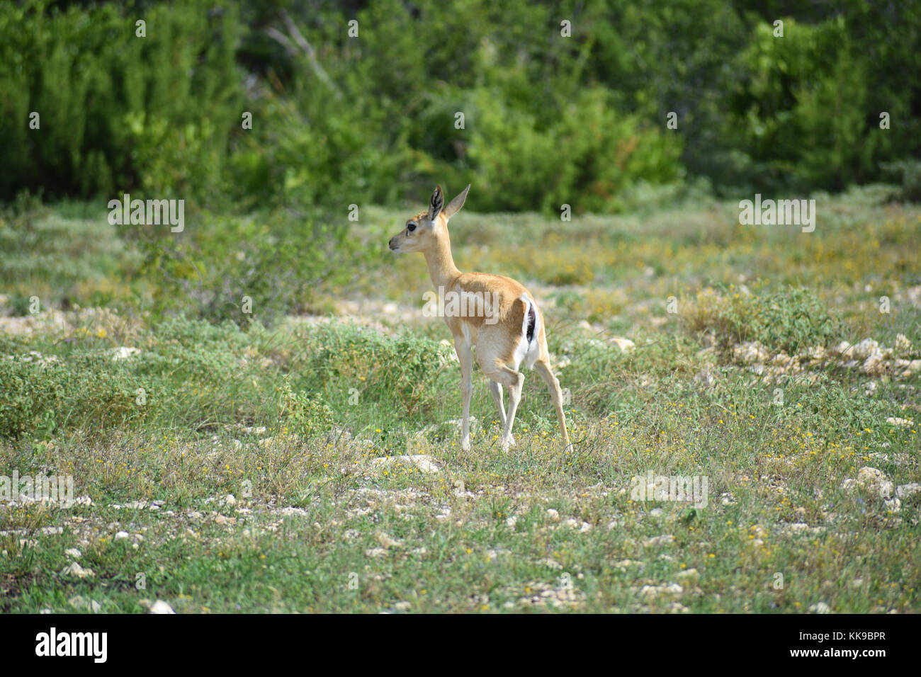 Black Buck Doe Running in the Wild Stock Photo - Alamy