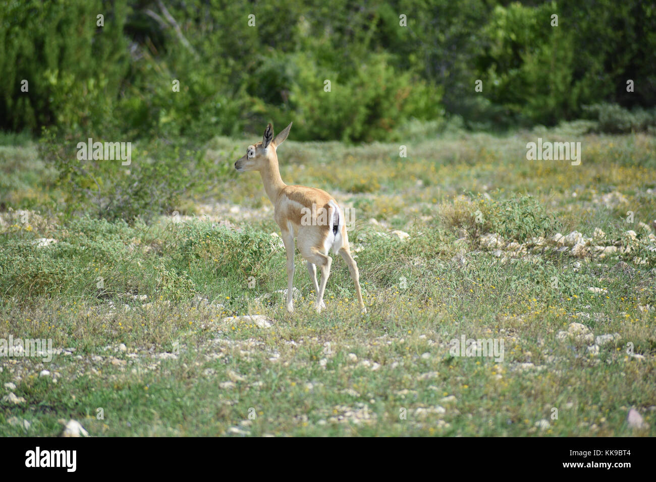 Black Buck Doe Antelope High Resolution Stock Photography and Images ...