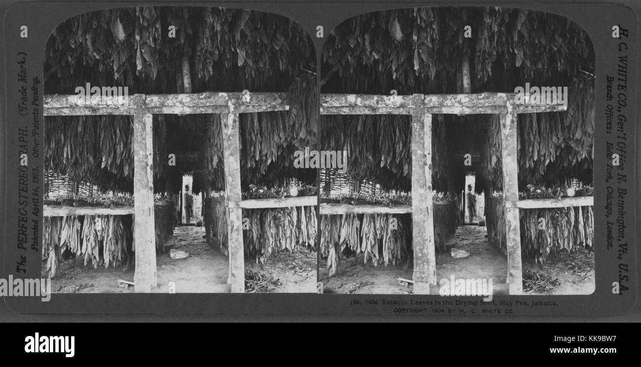 Tobacco leaves in the drying shed, May Pen, 1904. From the New York ...