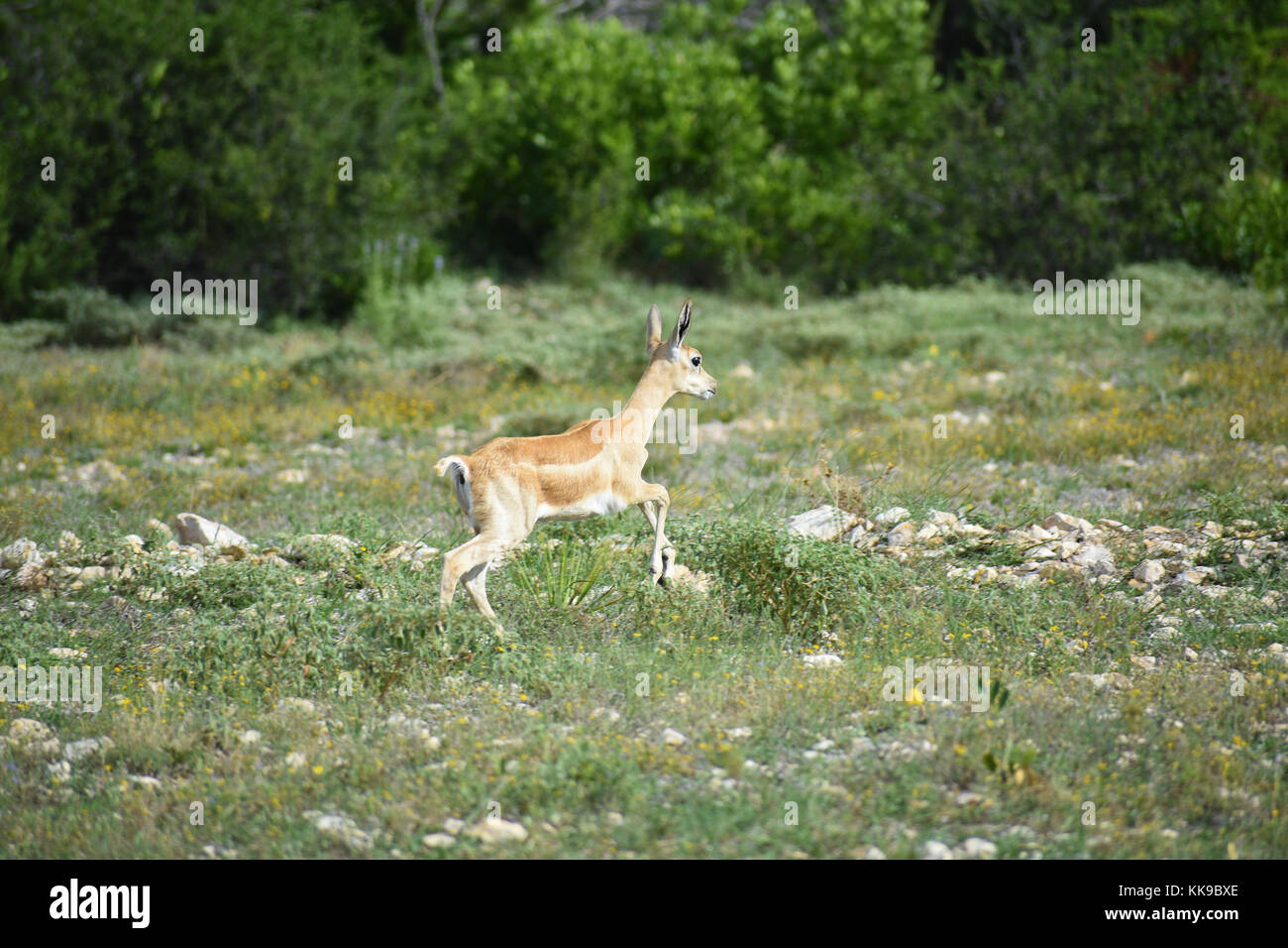 Black buck doe running hi-res stock photography and images - Alamy