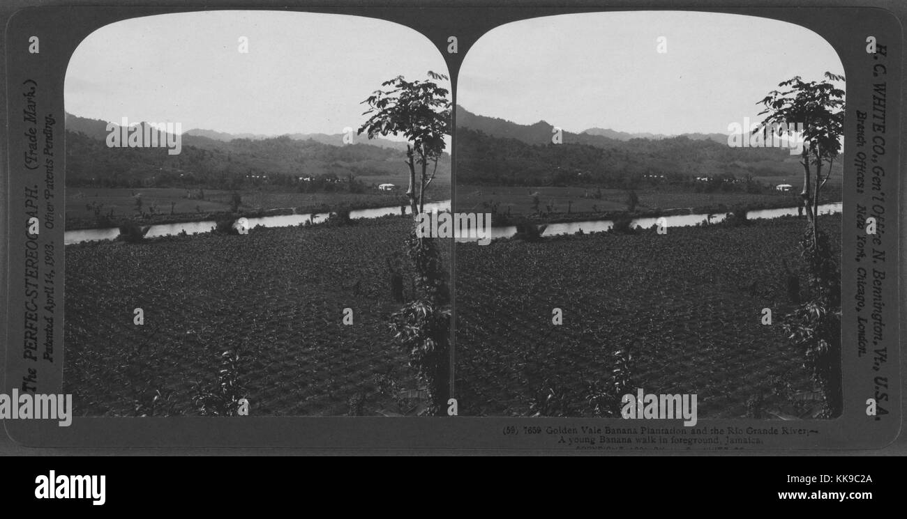 Golden Vale banana plantation and the Rio Grande River, Jamaica, 1904 ...