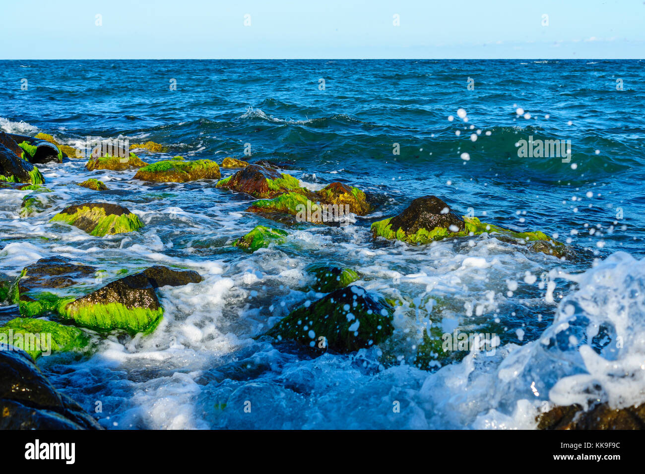Sea surf, waves and rocks covered with algae Stock Photo - Alamy
