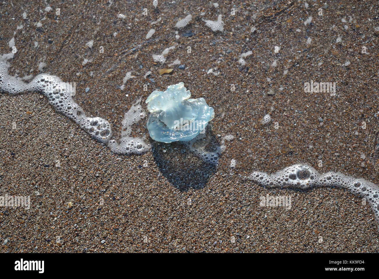 Jellyfish on the sandy beach Stock Photo - Alamy