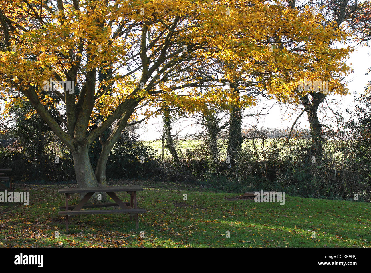 the end of summer, autumn gold naturally Stock Photo - Alamy