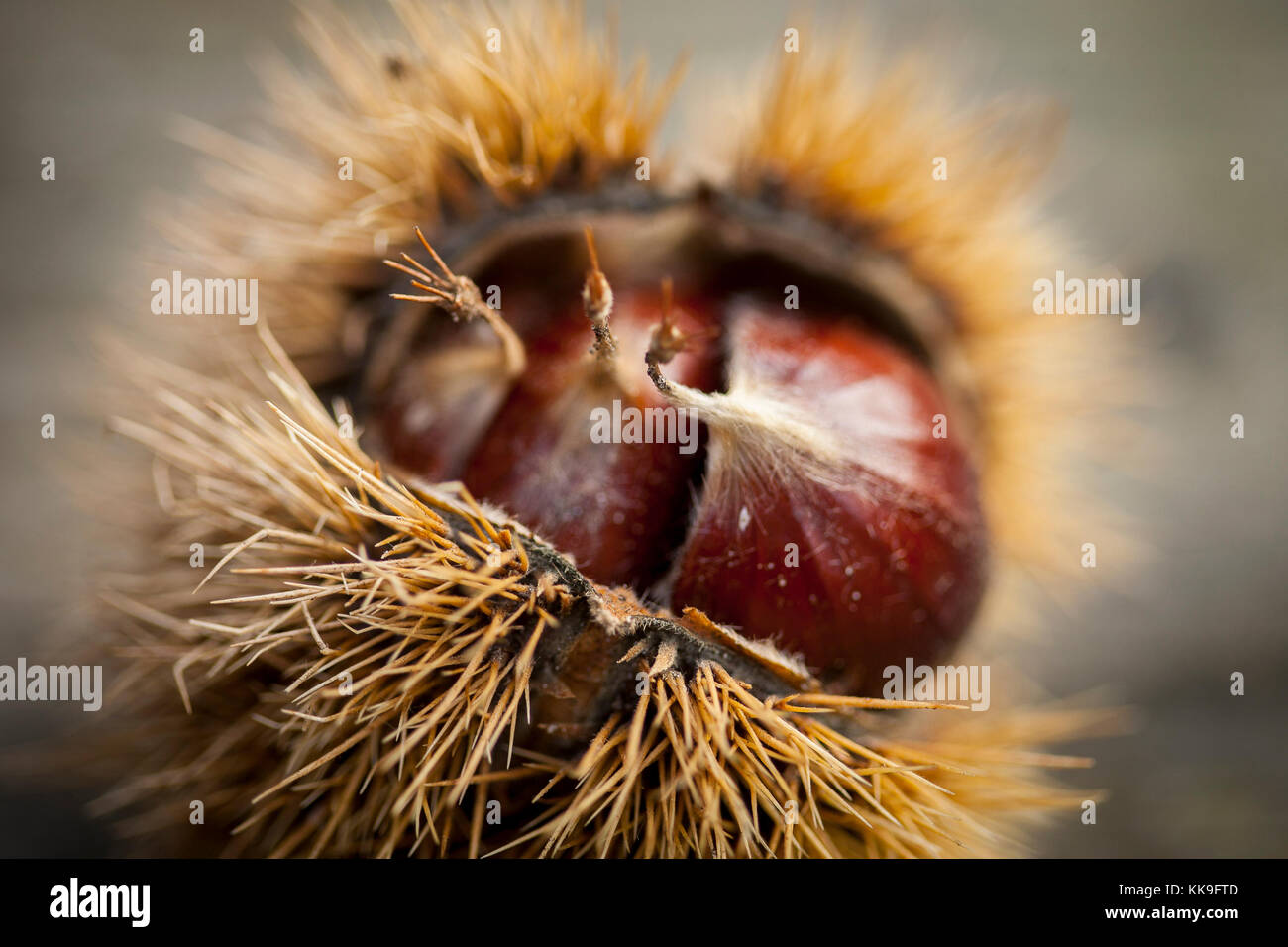 chestnut in shell fall season Stock Photo - Alamy