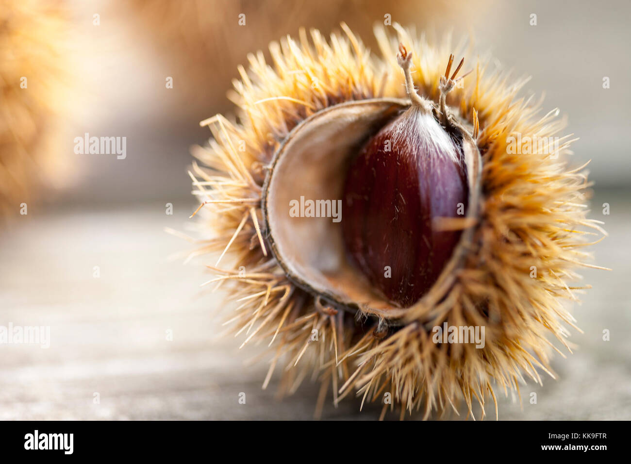 chestnut in shell fall season Stock Photo - Alamy