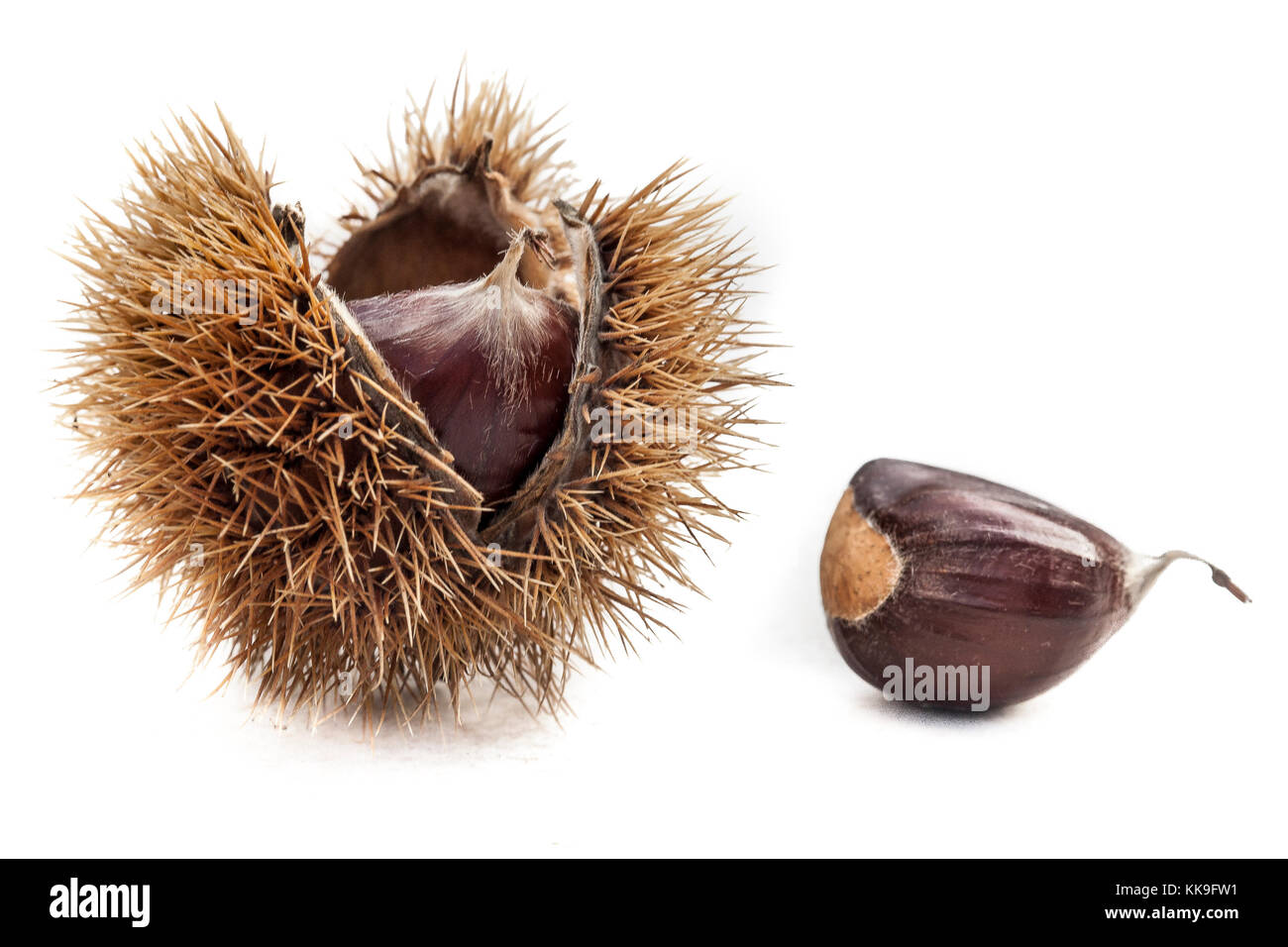 chestnut in shell fall season Stock Photo - Alamy