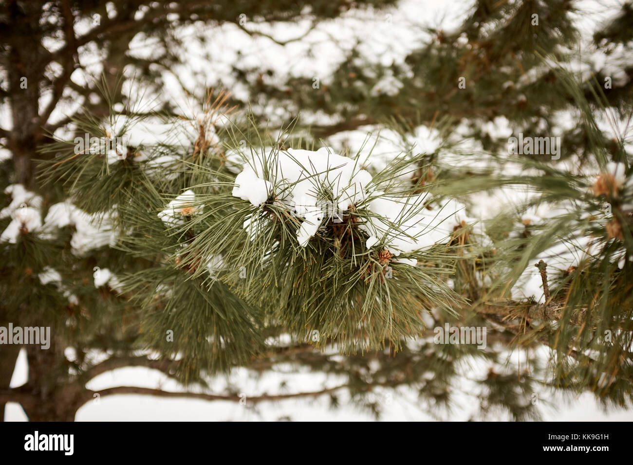 Close up view of evergreen tree twig covered under snow layer Stock ...
