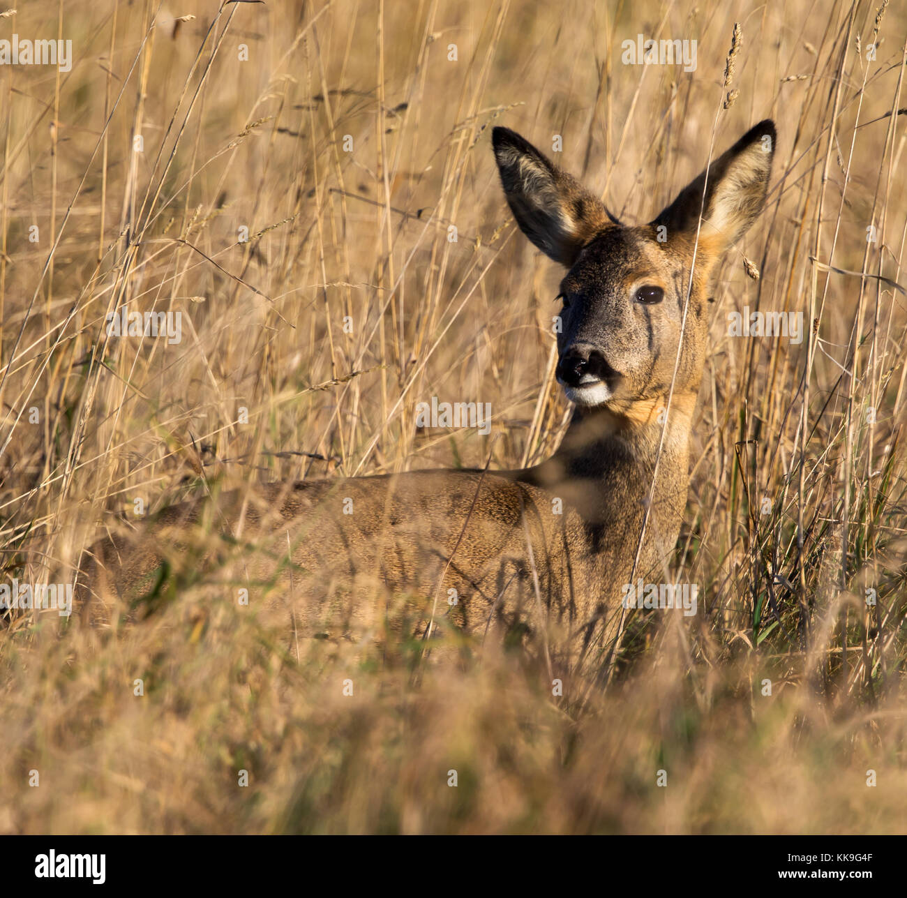 Roe Deer doe in corn field Stock Photo - Alamy