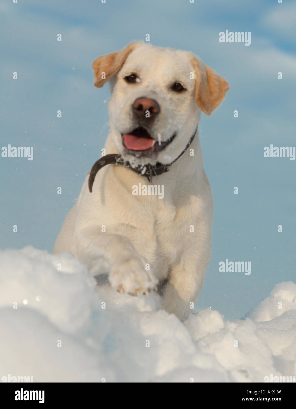 Ritriver Labrador in the snow in winter Stock Photo - Alamy