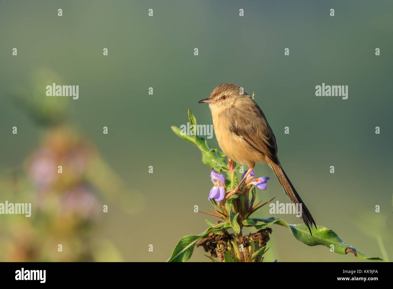 Prinia inornata hi-res stock photography and images - Alamy