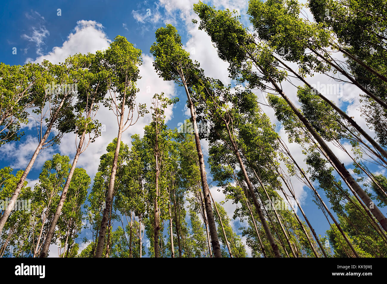 A family of green tall trees with blue skies and fluffy clouds on the ...