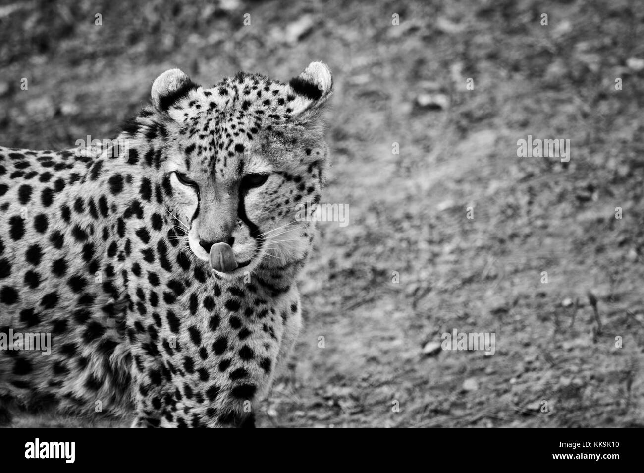 Feathers animals Black and White Stock Photos & Images - Alamy