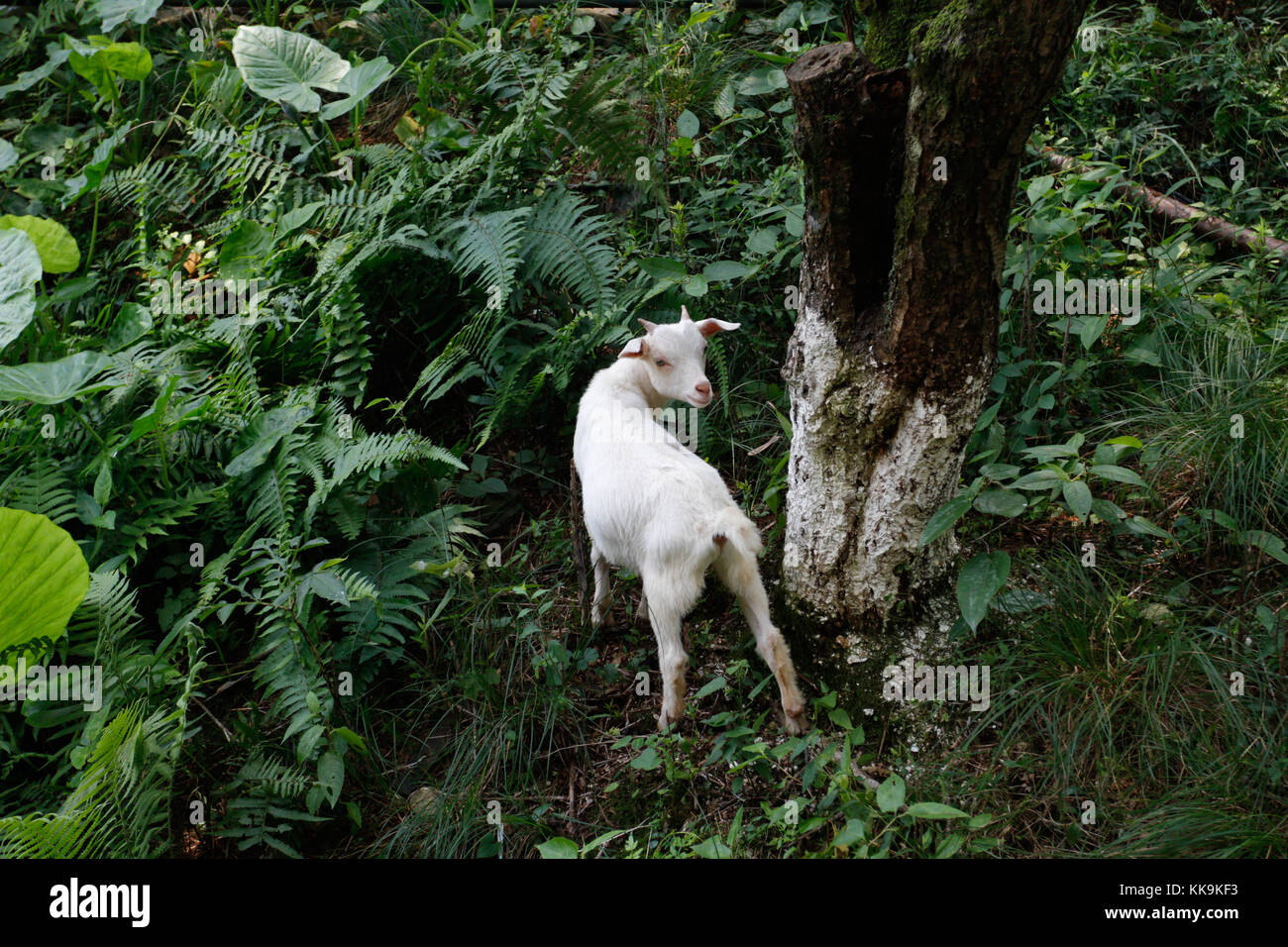 White goat in Guilin, China Stock Photo - Alamy