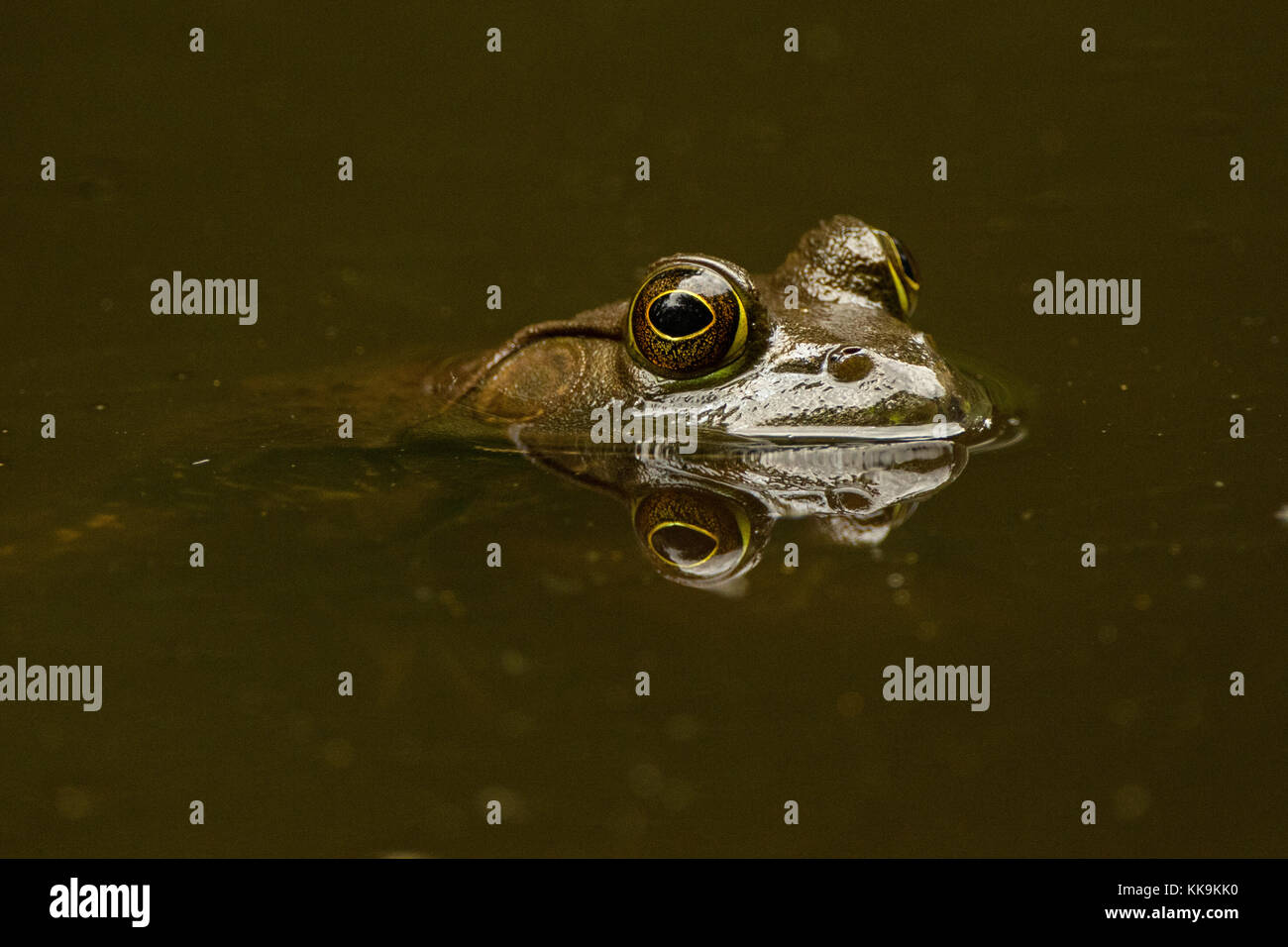 Common bullfrog hi-res stock photography and images - Alamy