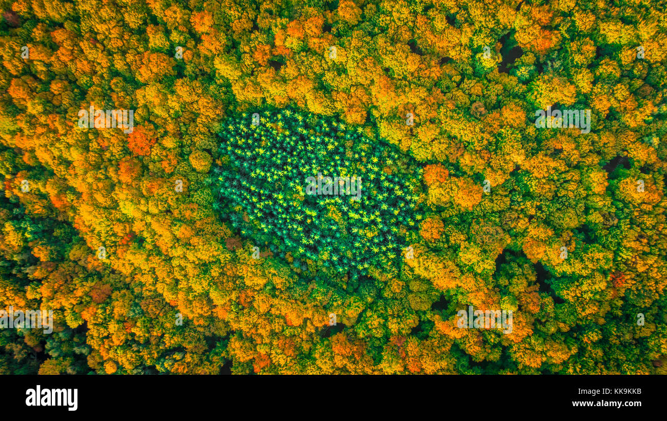 Coniferous forest island completely surrounded by deciduous forest in ...