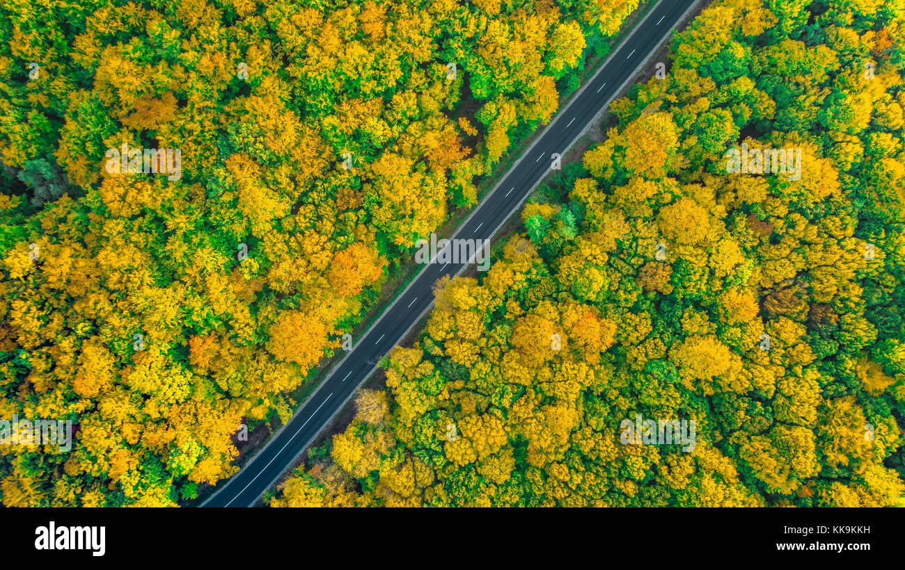 Thick forest crossed by a diagonal road Stock Photo - Alamy