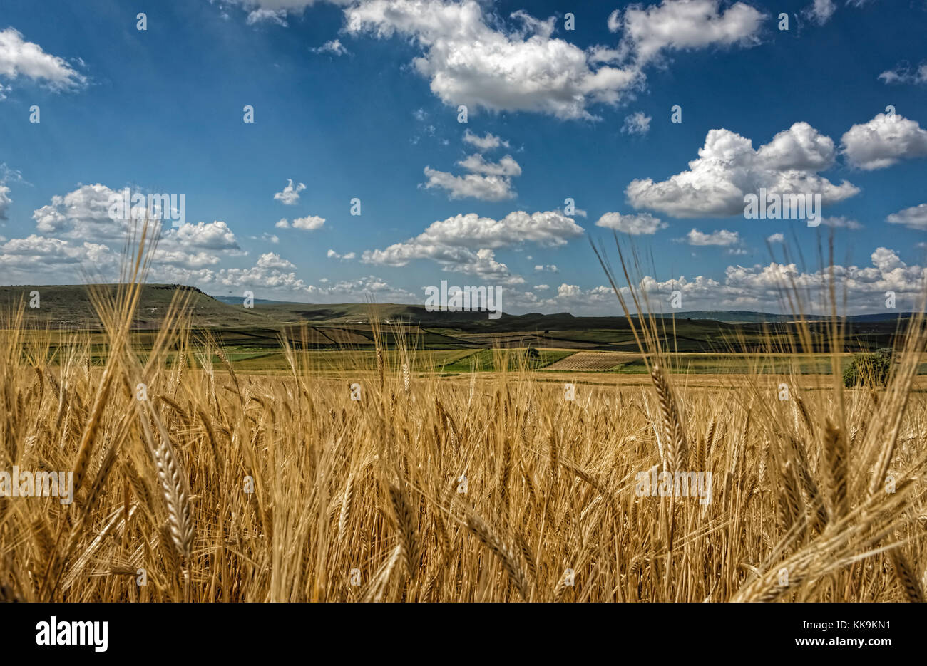 Fluffy soft white clouds on a deep blue sky above golden yellow wheat ...