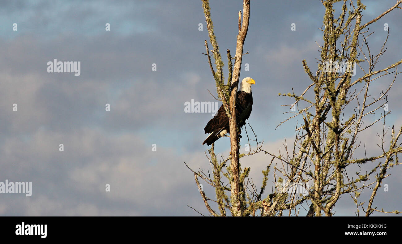 Bald eagle in the prairie Stock Photo - Alamy