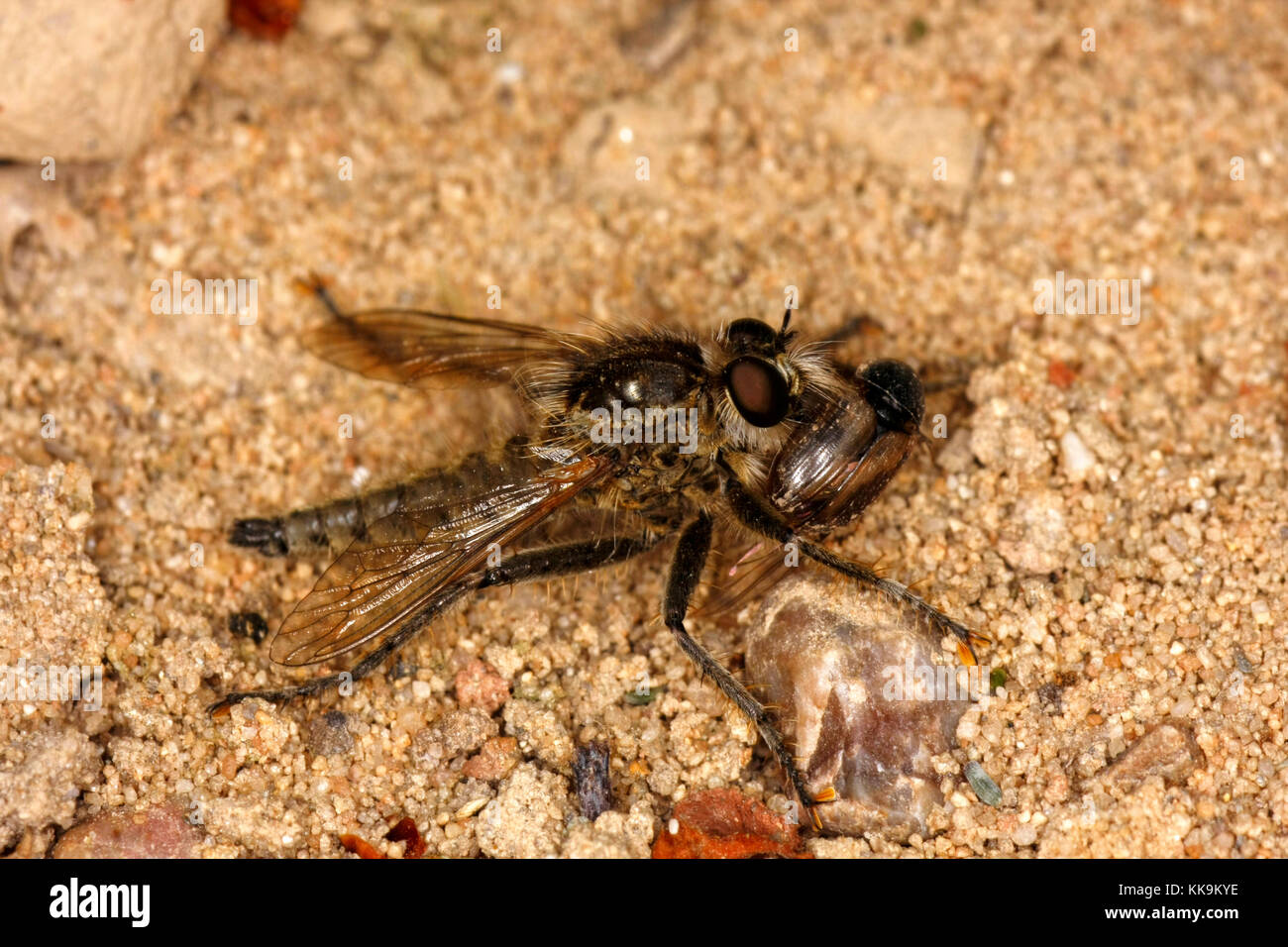 Robber-fly, F. Asilidae, with prey Stock Photo - Alamy