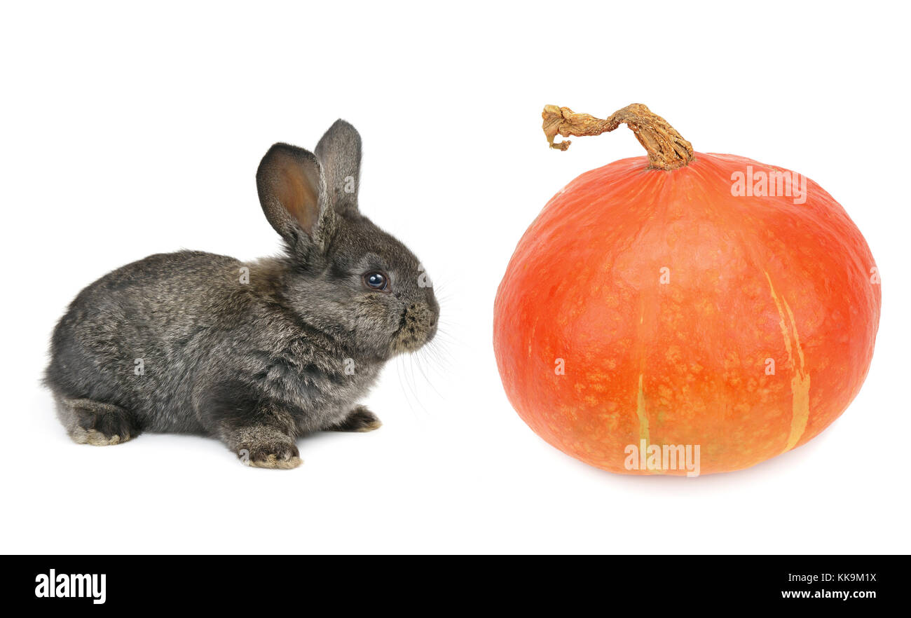 a rabbit and pumpkin isolated on white background Stock Photo - Alamy