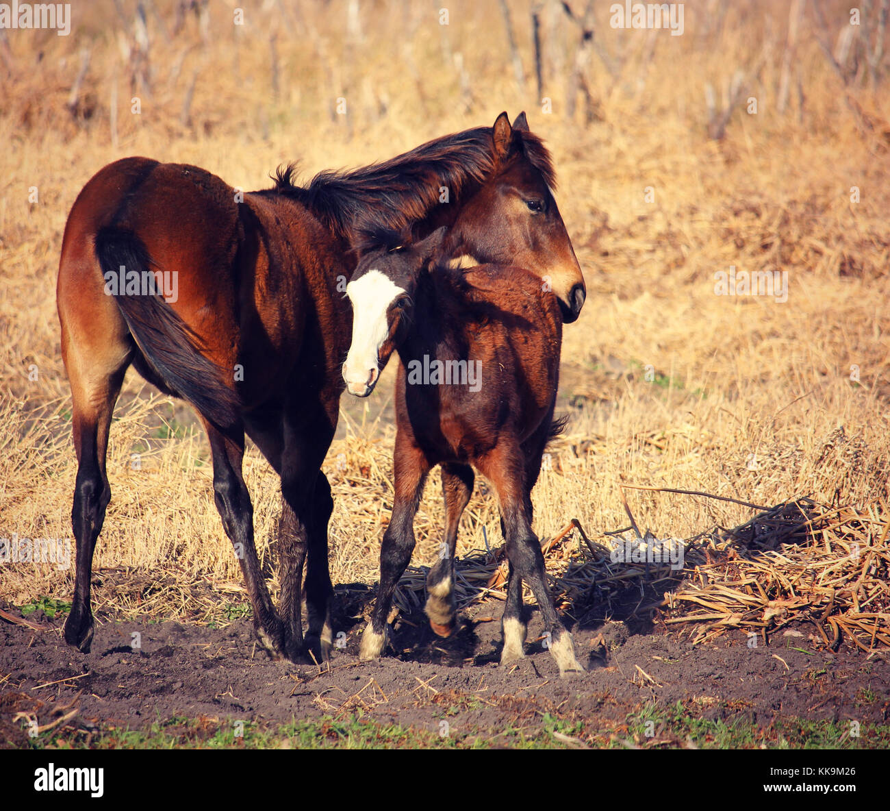 Florida wild horses hi-res stock photography and images - Alamy