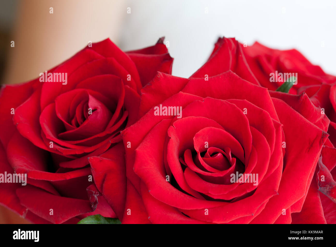 Beauty Red Roses Stock Photo - Alamy