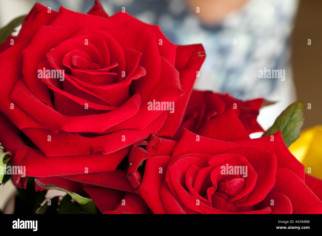 Beauty Red Roses Stock Photo - Alamy