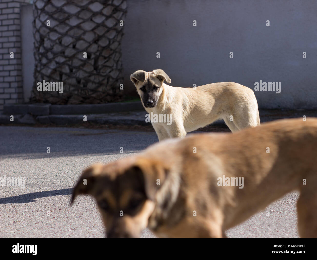 Dog watching walking away hi-res stock photography and images - Alamy