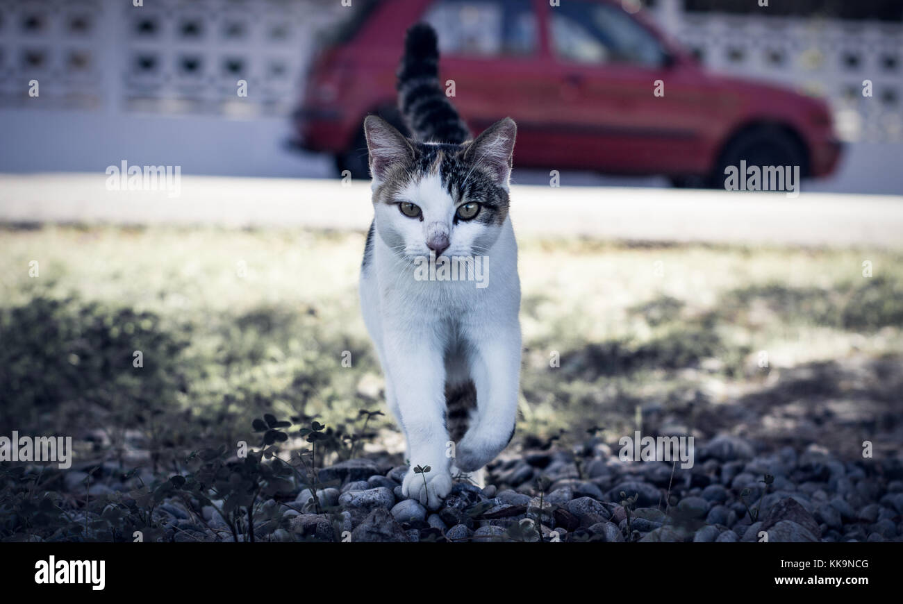 Cat walking towards you hi-res stock photography and images - Alamy