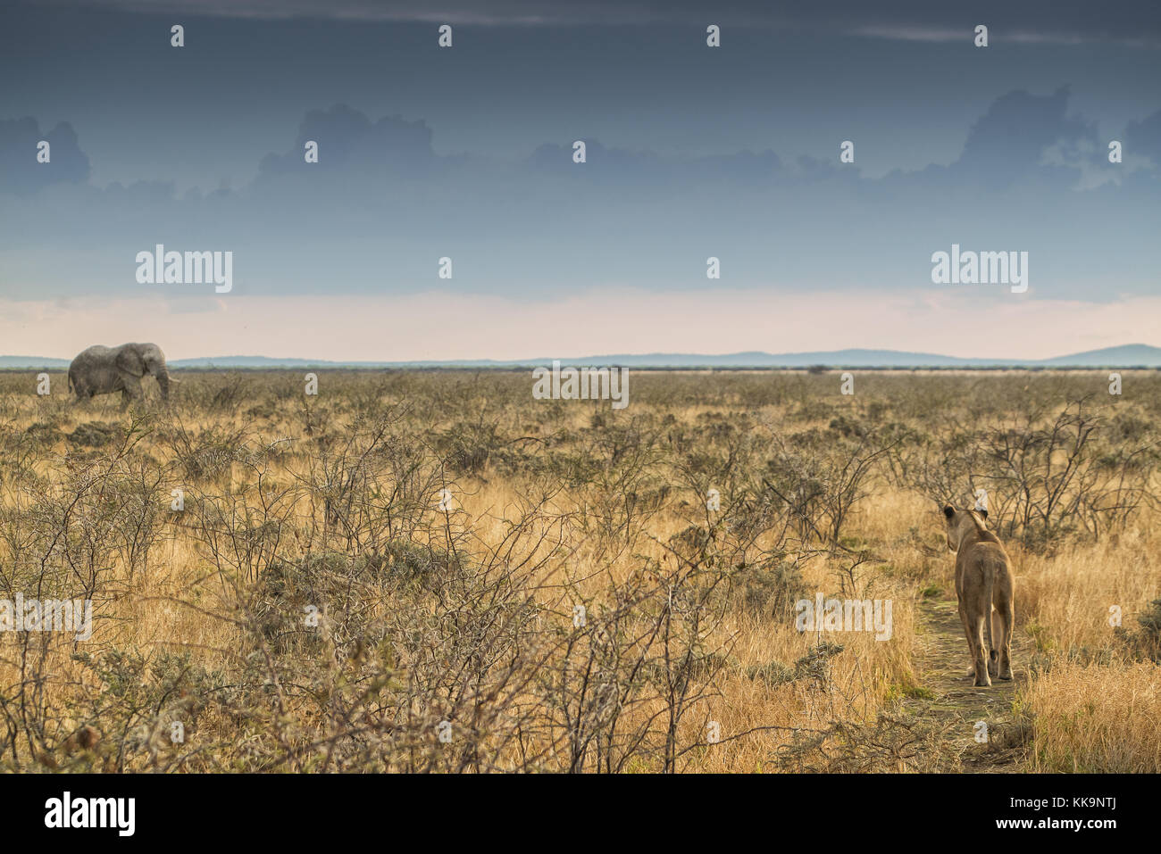 Lioness to walk towards an elephants. paths that intersect in the wild ...
