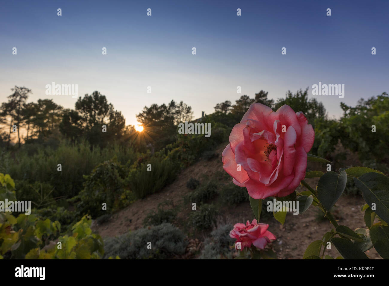 Pink wild roses in the garden with sunset Stock Photo - Alamy