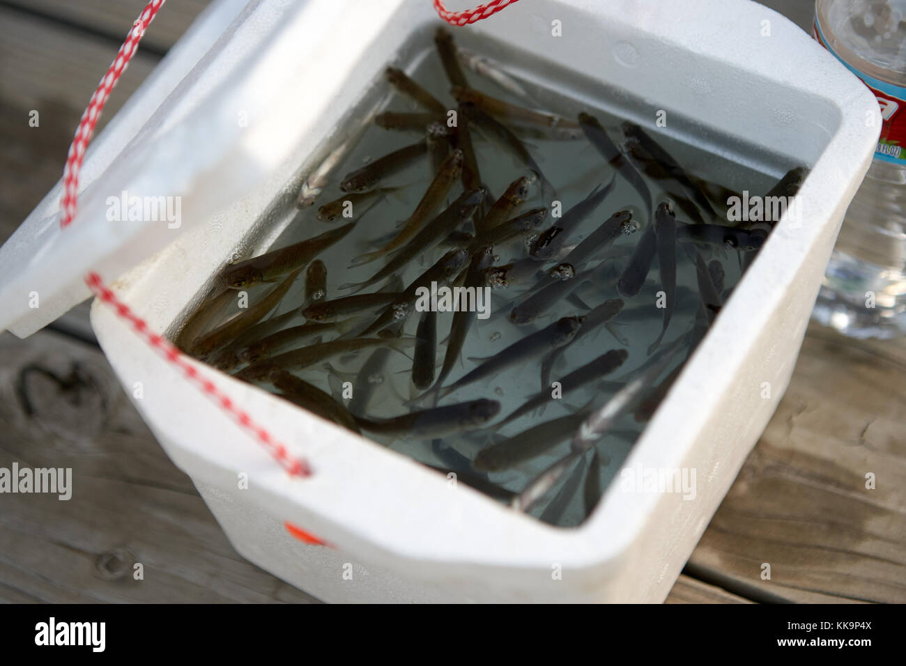 School of minnows hi-res stock photography and images - Alamy