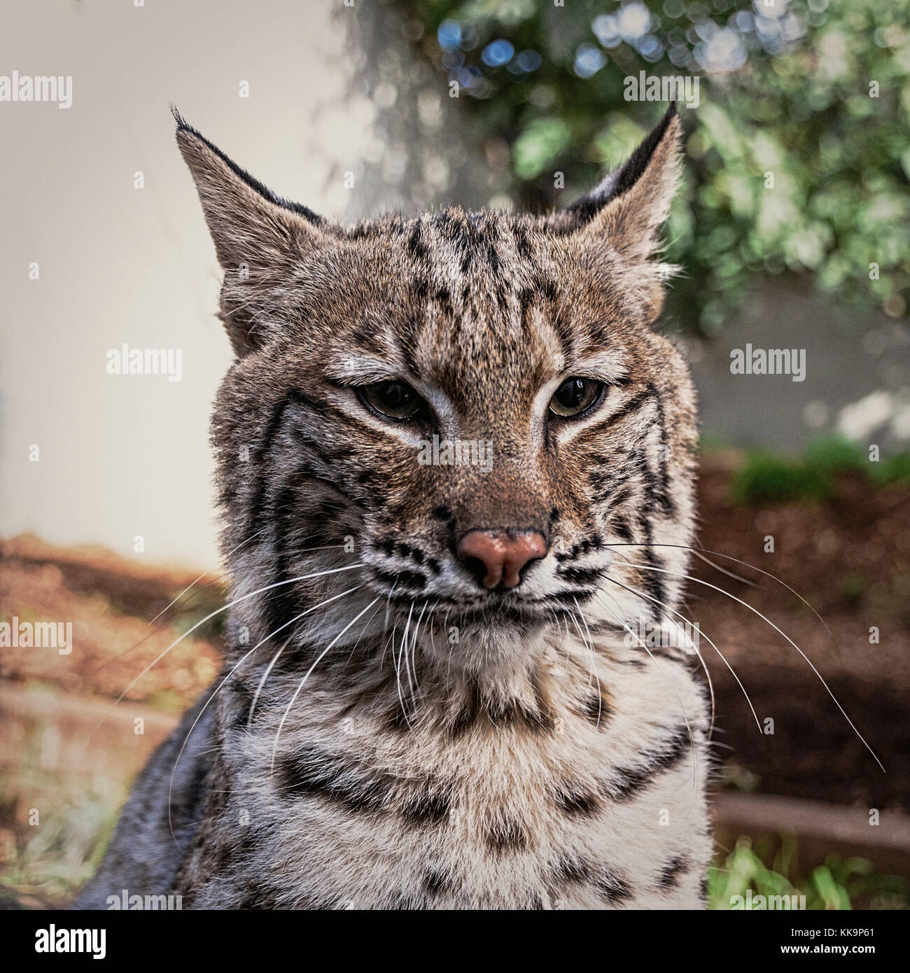 Young Bob Cat in captivity - 4 months this wild cat shows his ...