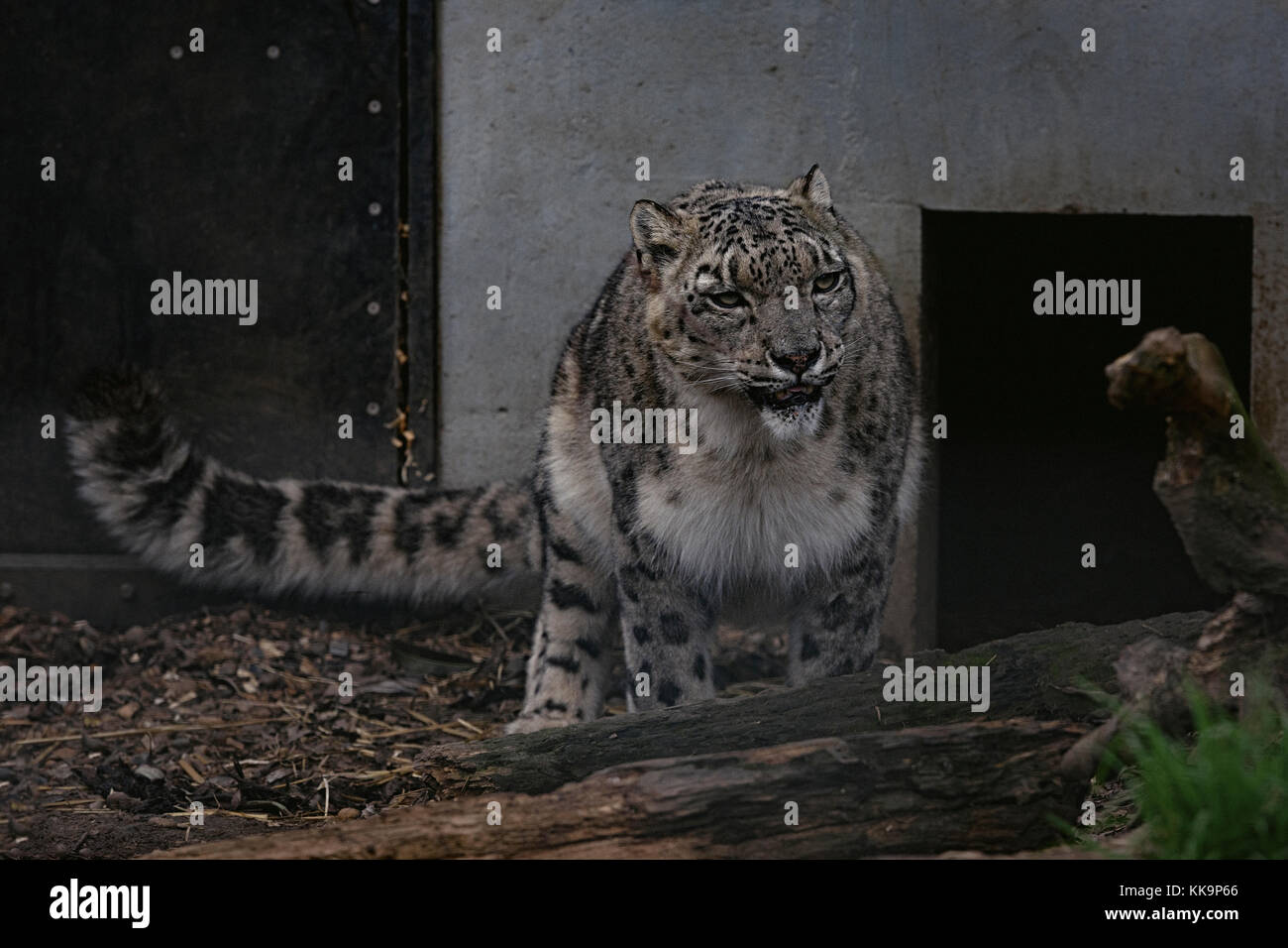 Leopard bite hi-res stock photography and images - Alamy