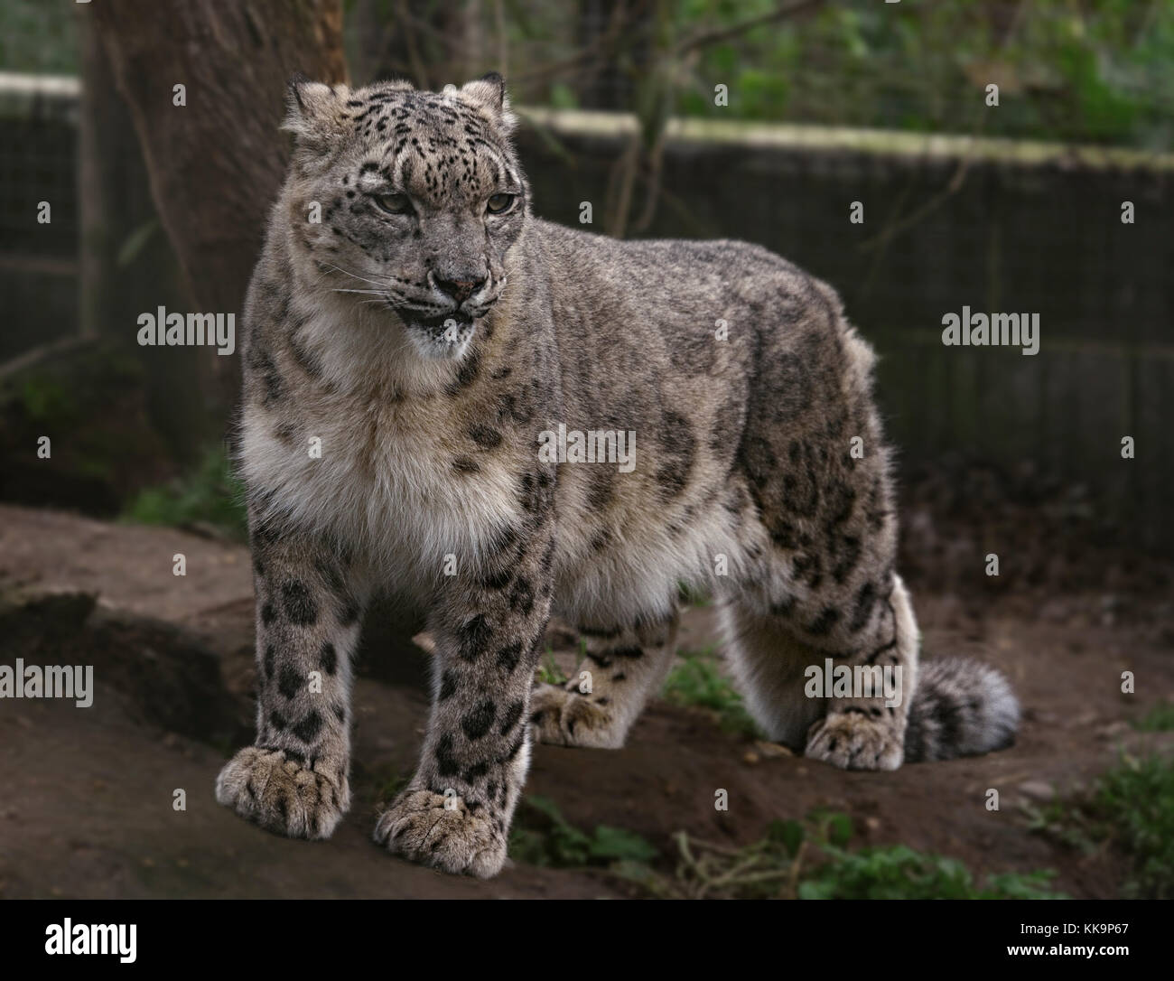 Leopard society hi-res stock photography and images - Alamy