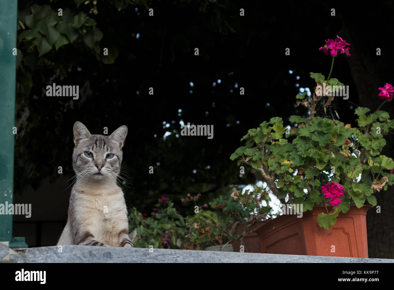 Cat in attack position Stock Photo - Alamy