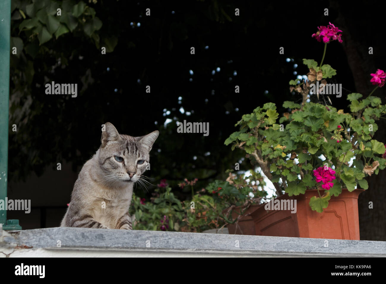 Cat in attack position Stock Photo - Alamy