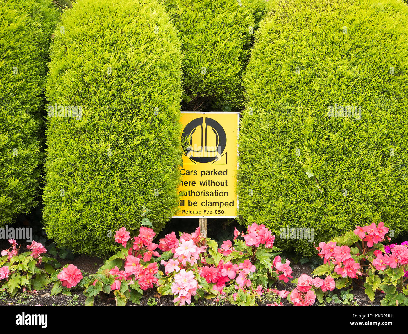 Decorative functional boundary hedge in a hotel garden in North Devon ...
