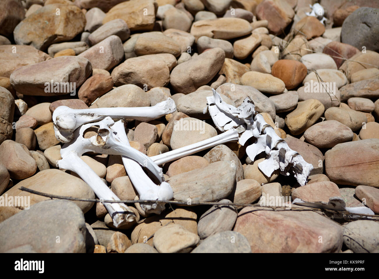Elk skeleton bones hi-res stock photography and images - Alamy