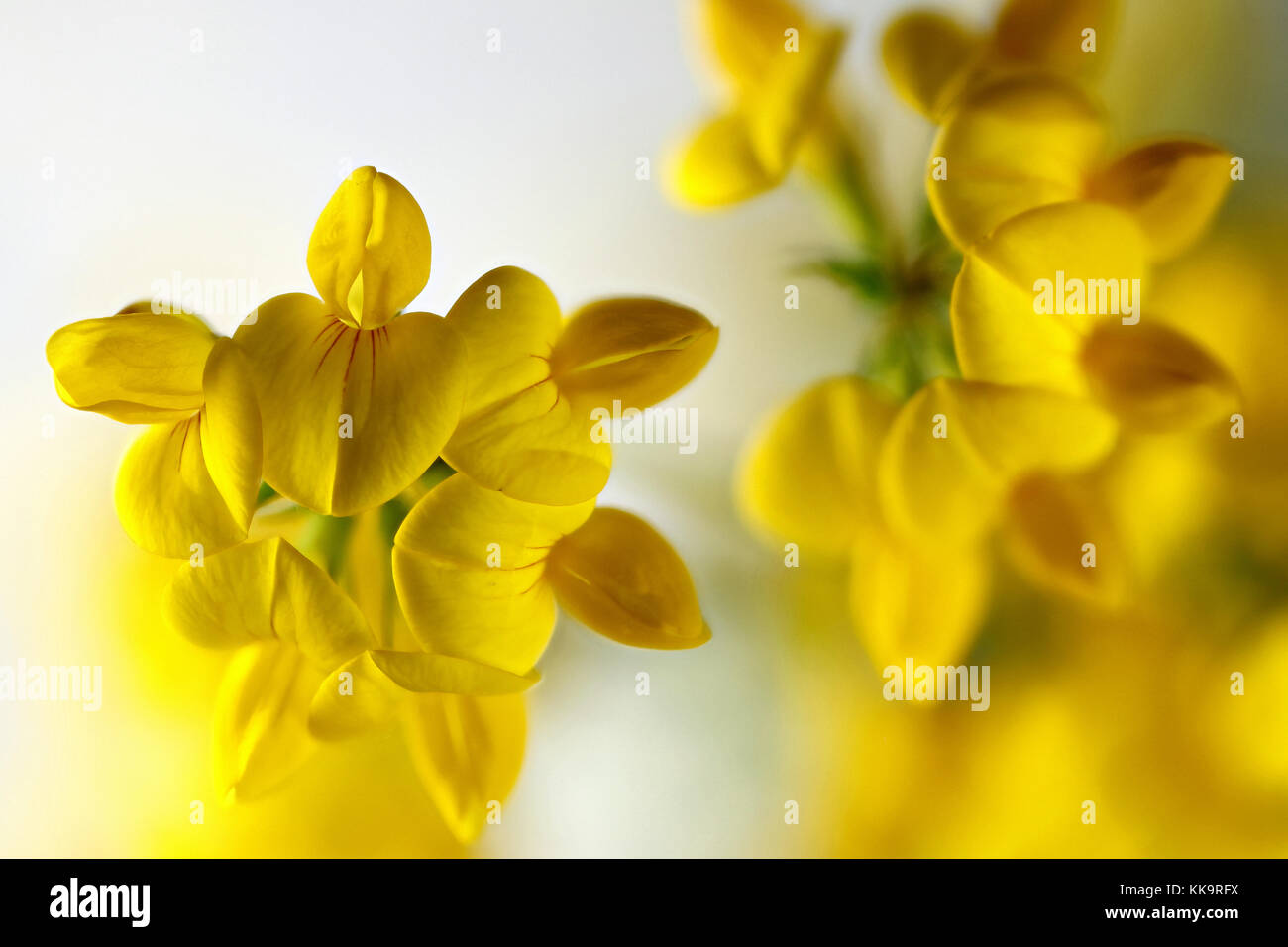 Golden flowers of common bird's-foot, also called trefoil Stock Photo ...