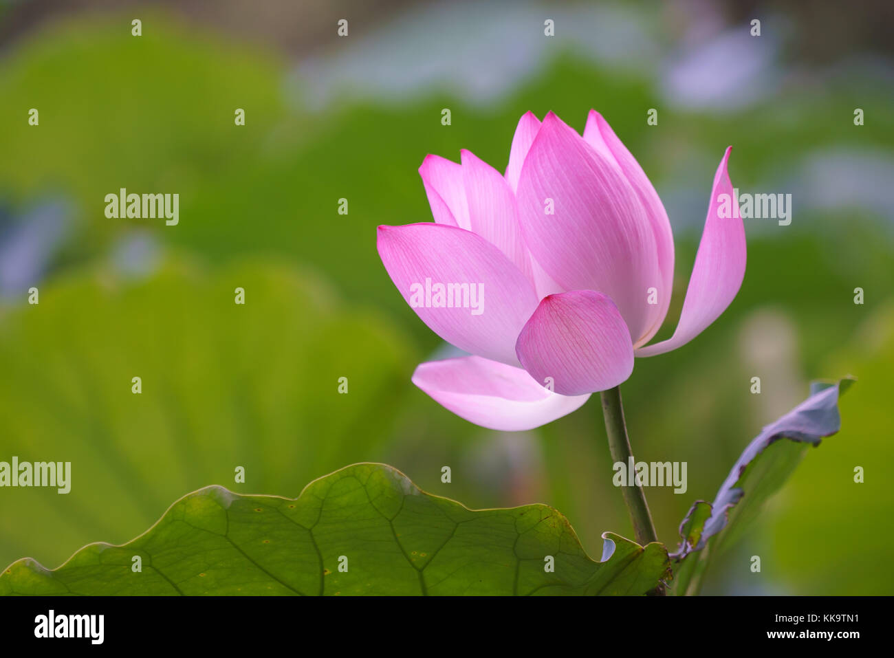Beautiful lotus flower hi-res stock photography and images - Alamy