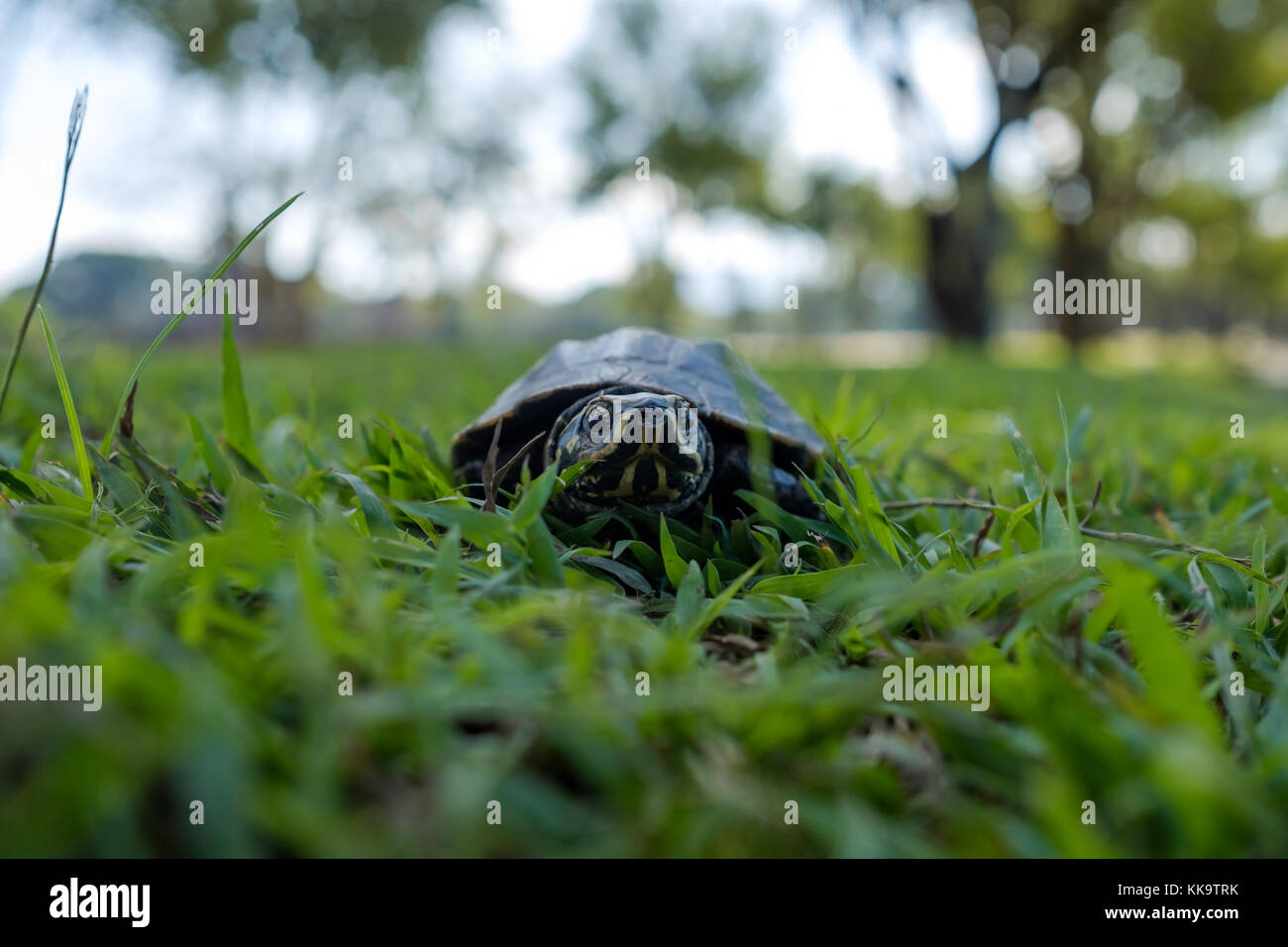 A small land turtle walks along the green grass in the park Stock Photo ...