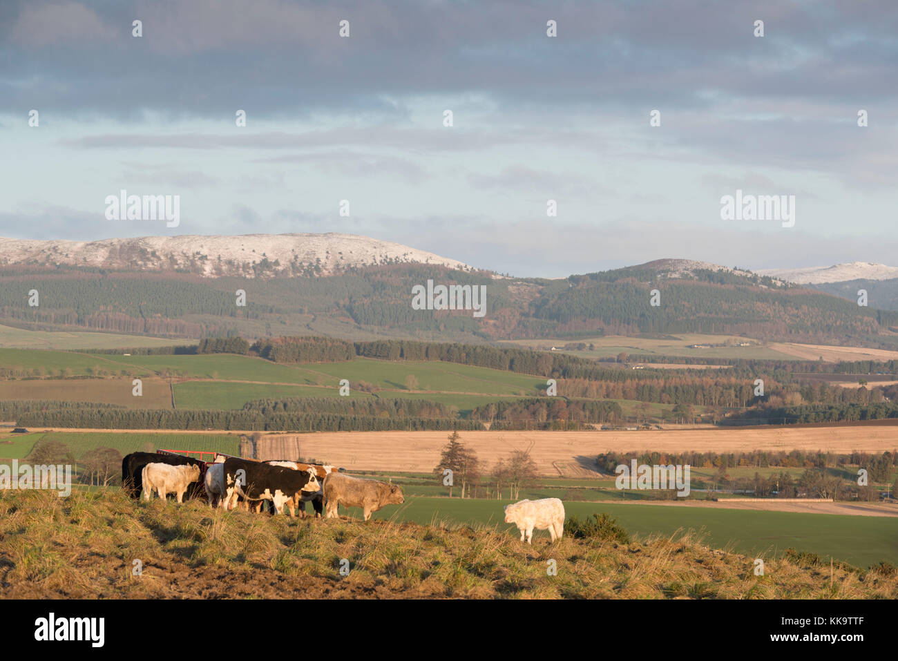 Pitfichie forest hi-res stock photography and images - Alamy
