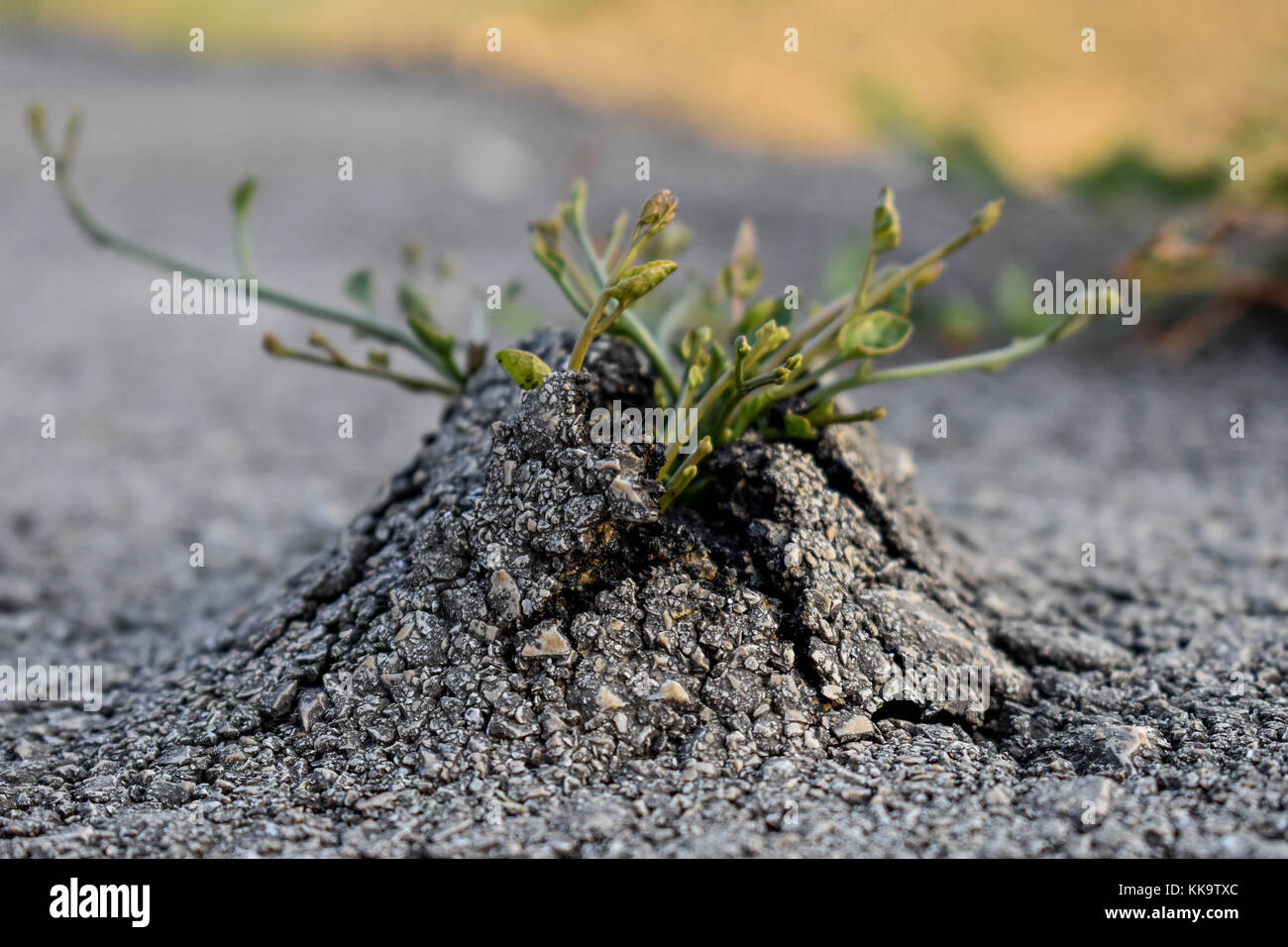 Green grass growing from the Asphalt, broken from the force of Nature ...