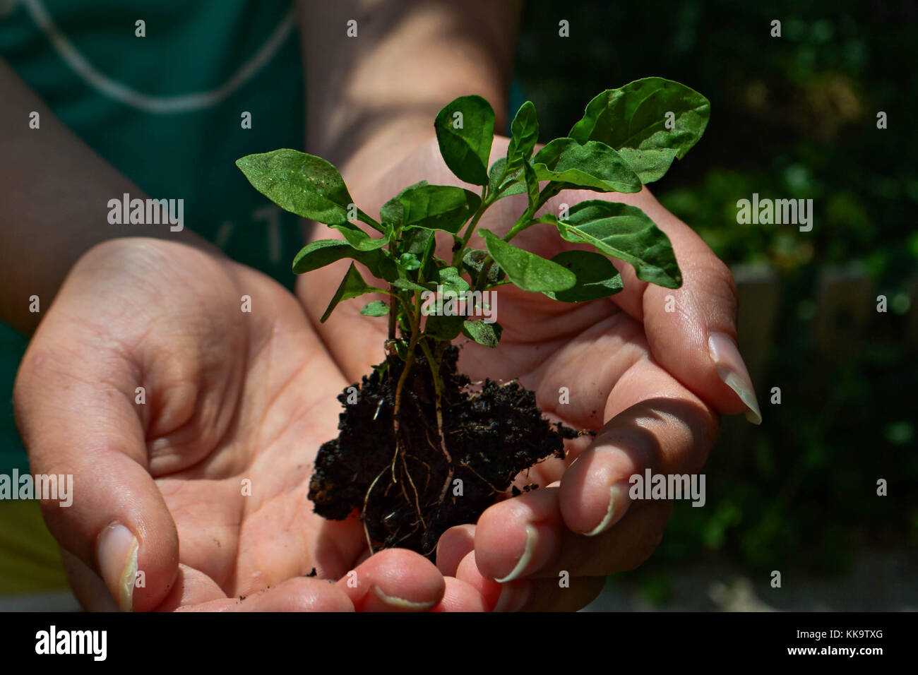 Woman still life plant hi-res stock photography and images - Alamy