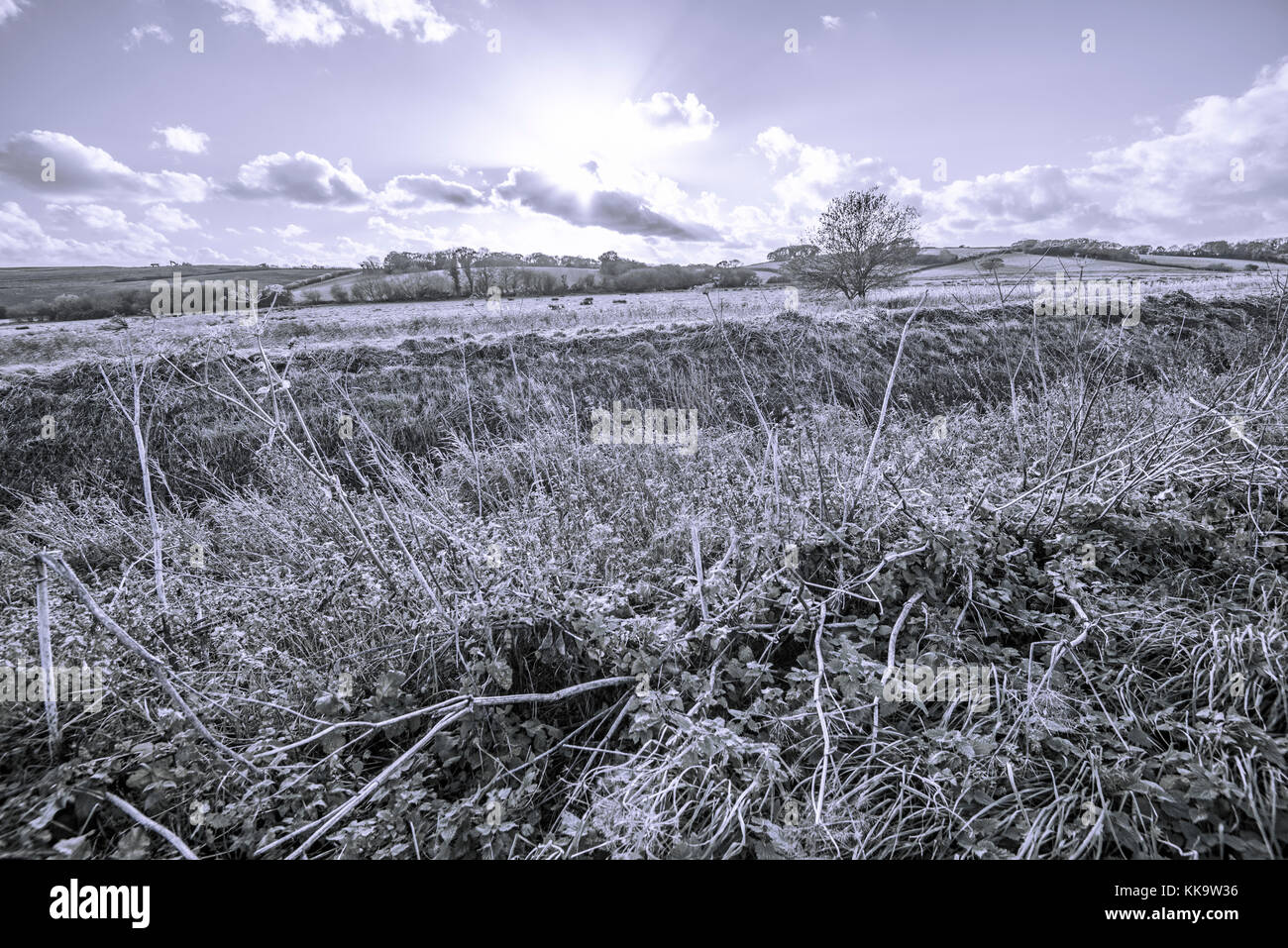 Combe Valley is settling down for winter - an icy steel blue haze ...