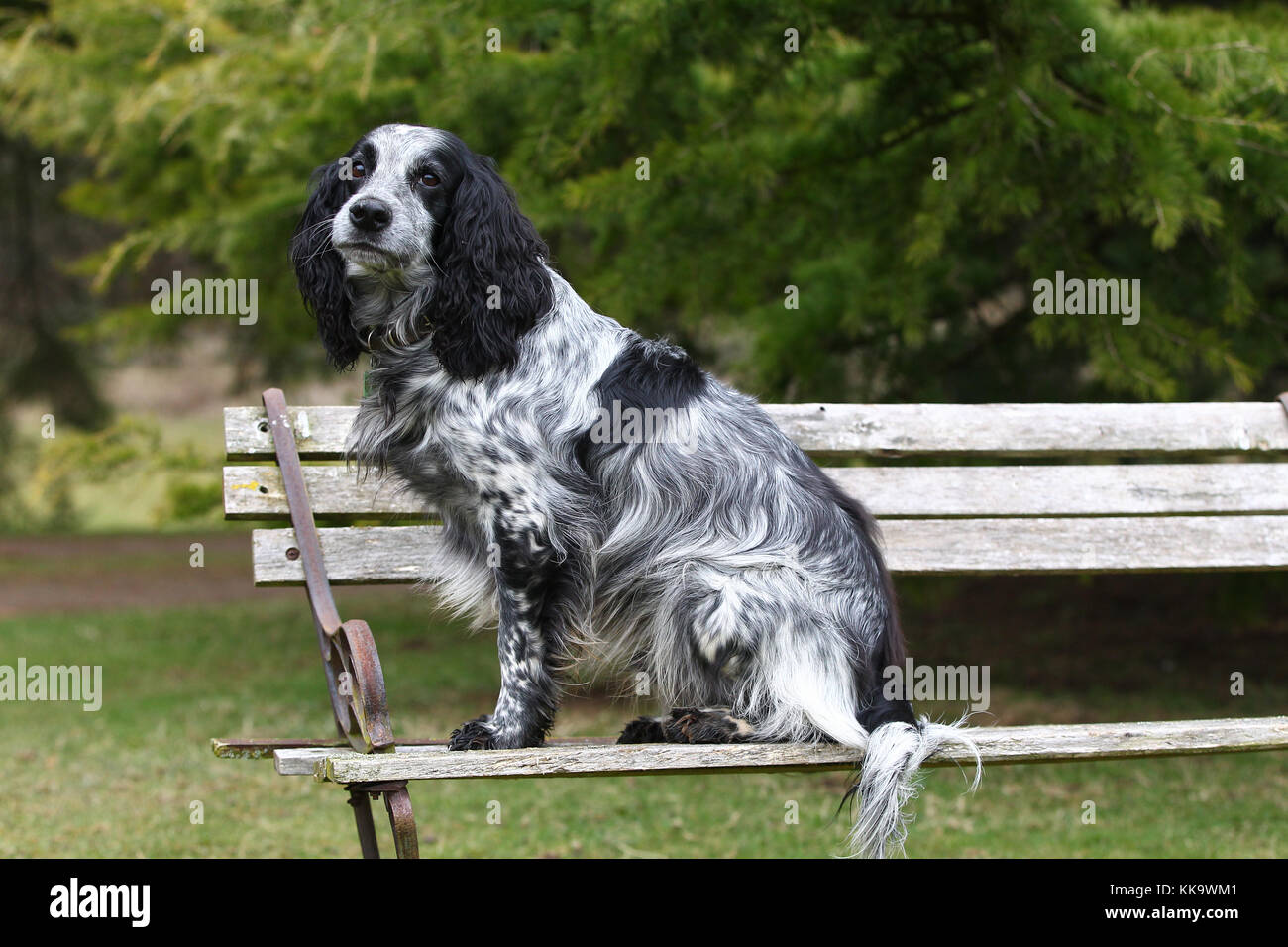 Blue Roan Cocker Spaniel High Resolution Stock Photography and Images ...