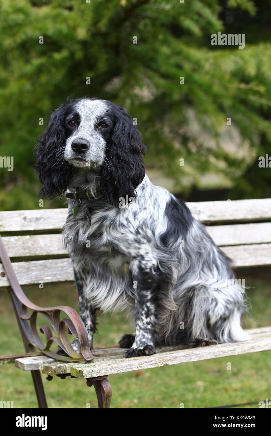 Working Cocker Spaniel Sitting Stock Photos & Working Cocker Spaniel ...